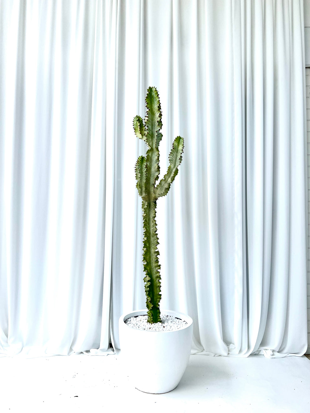 Ghost Cactus in White Pot | Plant People