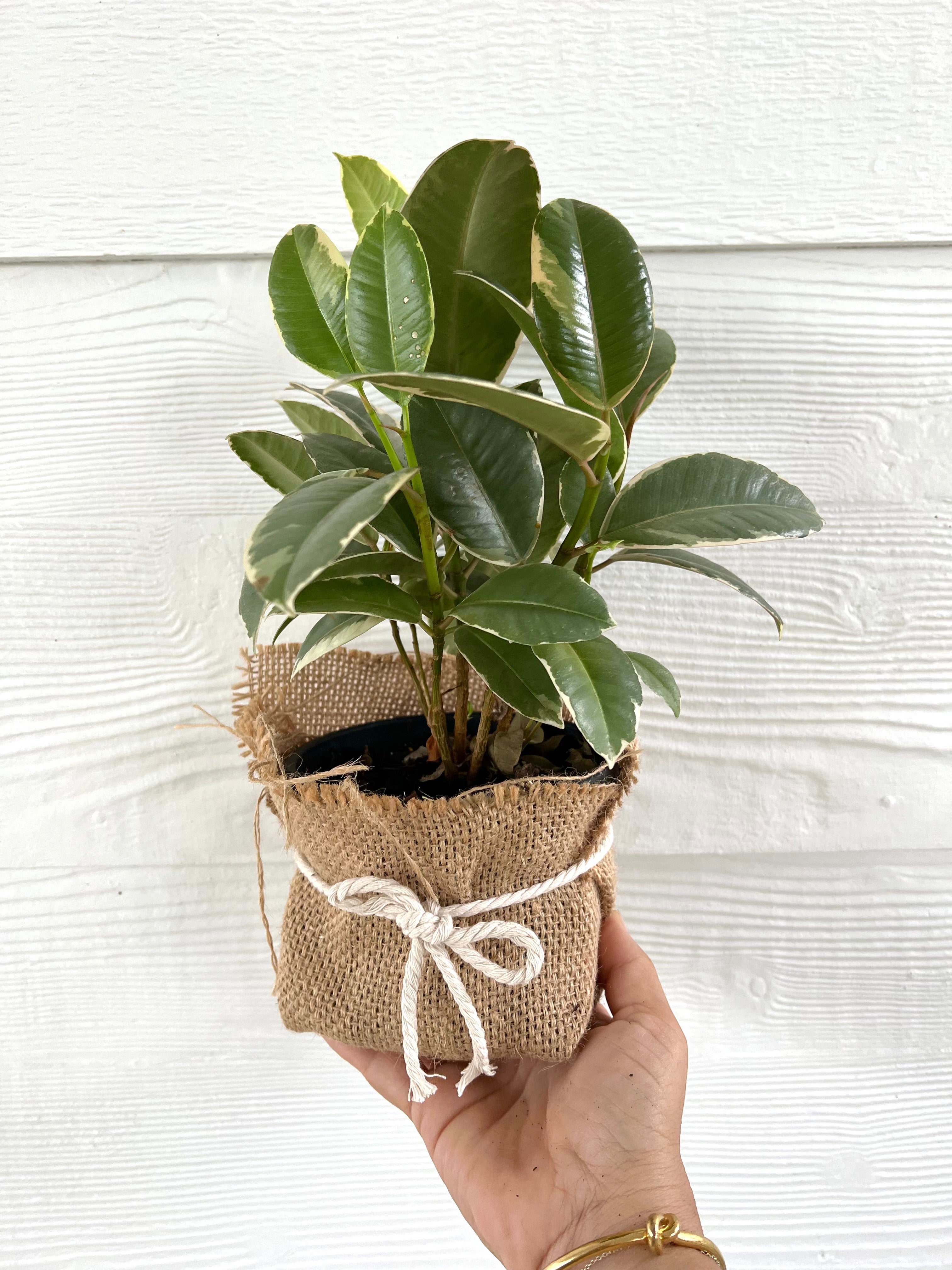 Ficus Tineke | Plant People