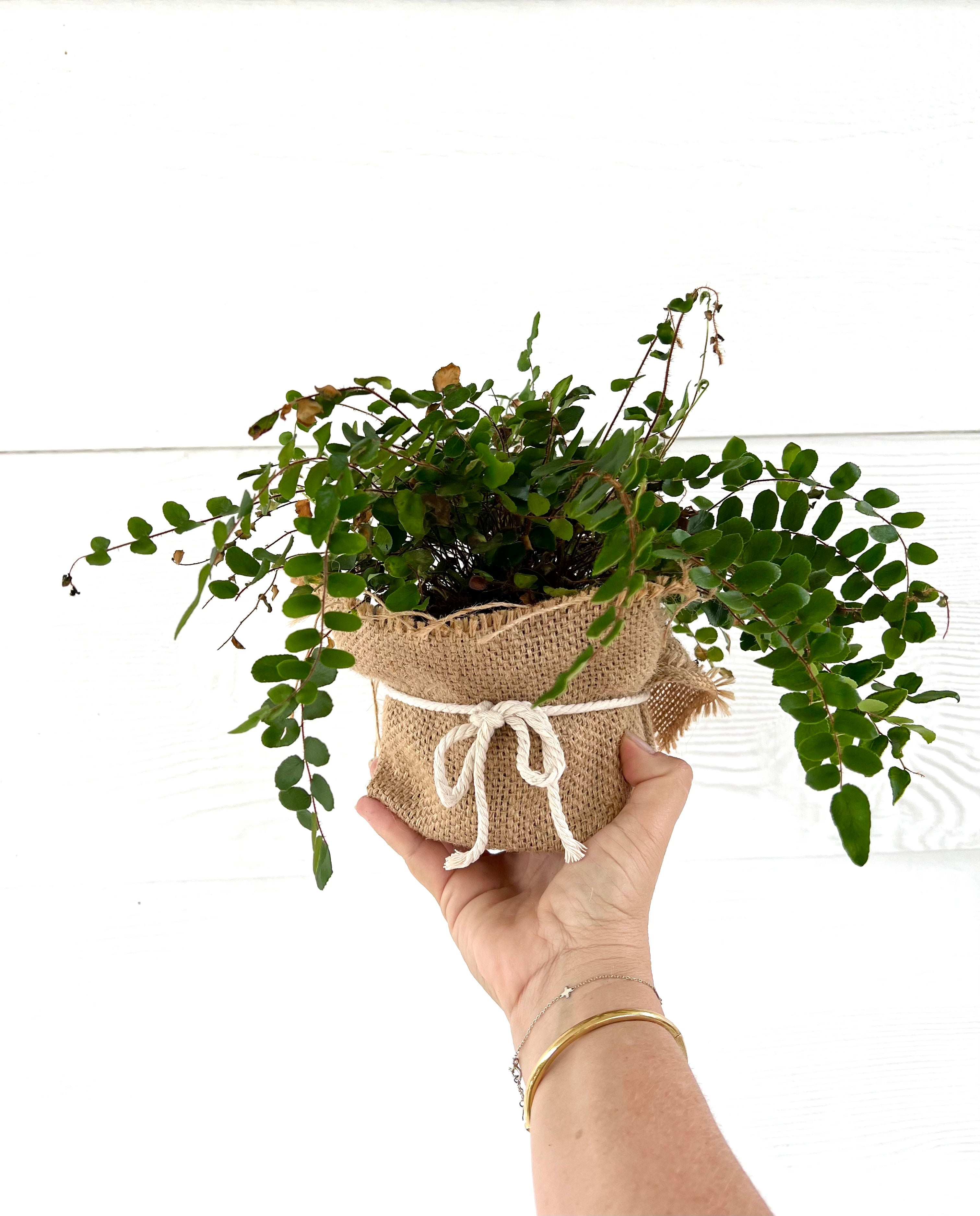 Pellaea Button Fern | Plant People