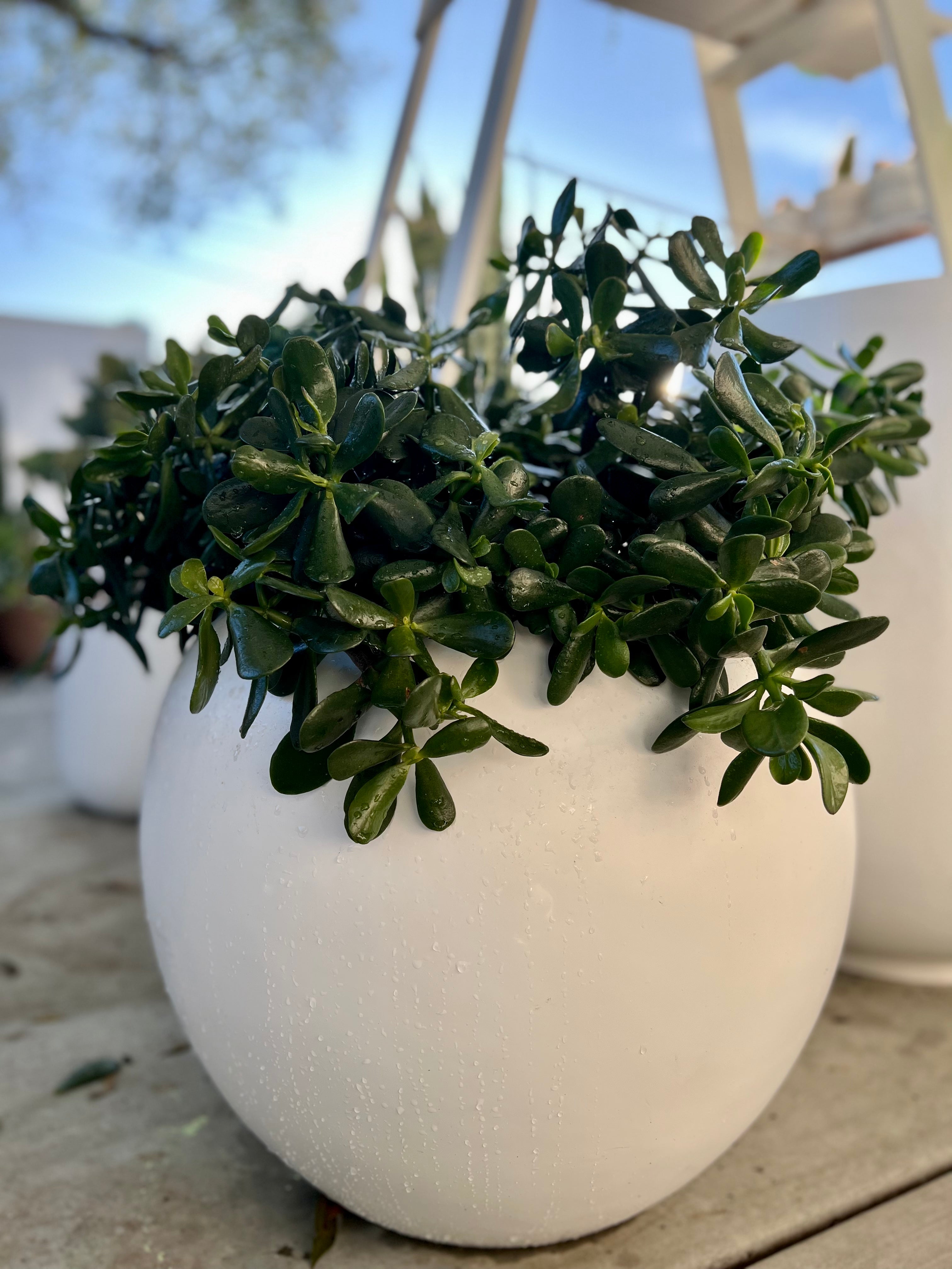 Our Beautiful Jade Plant | Plant People