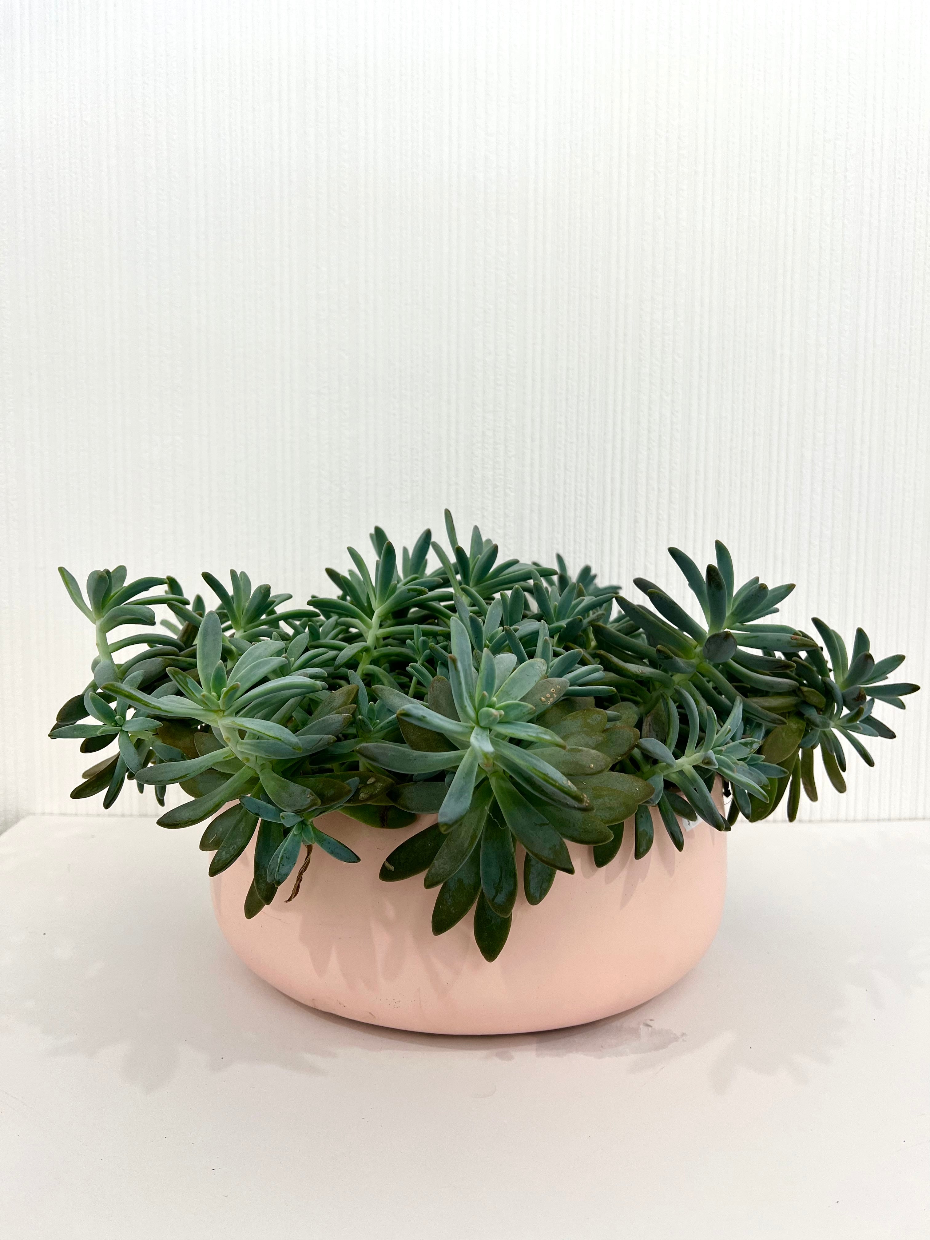 Pink Bowl of Jelly Succulents | Plant People