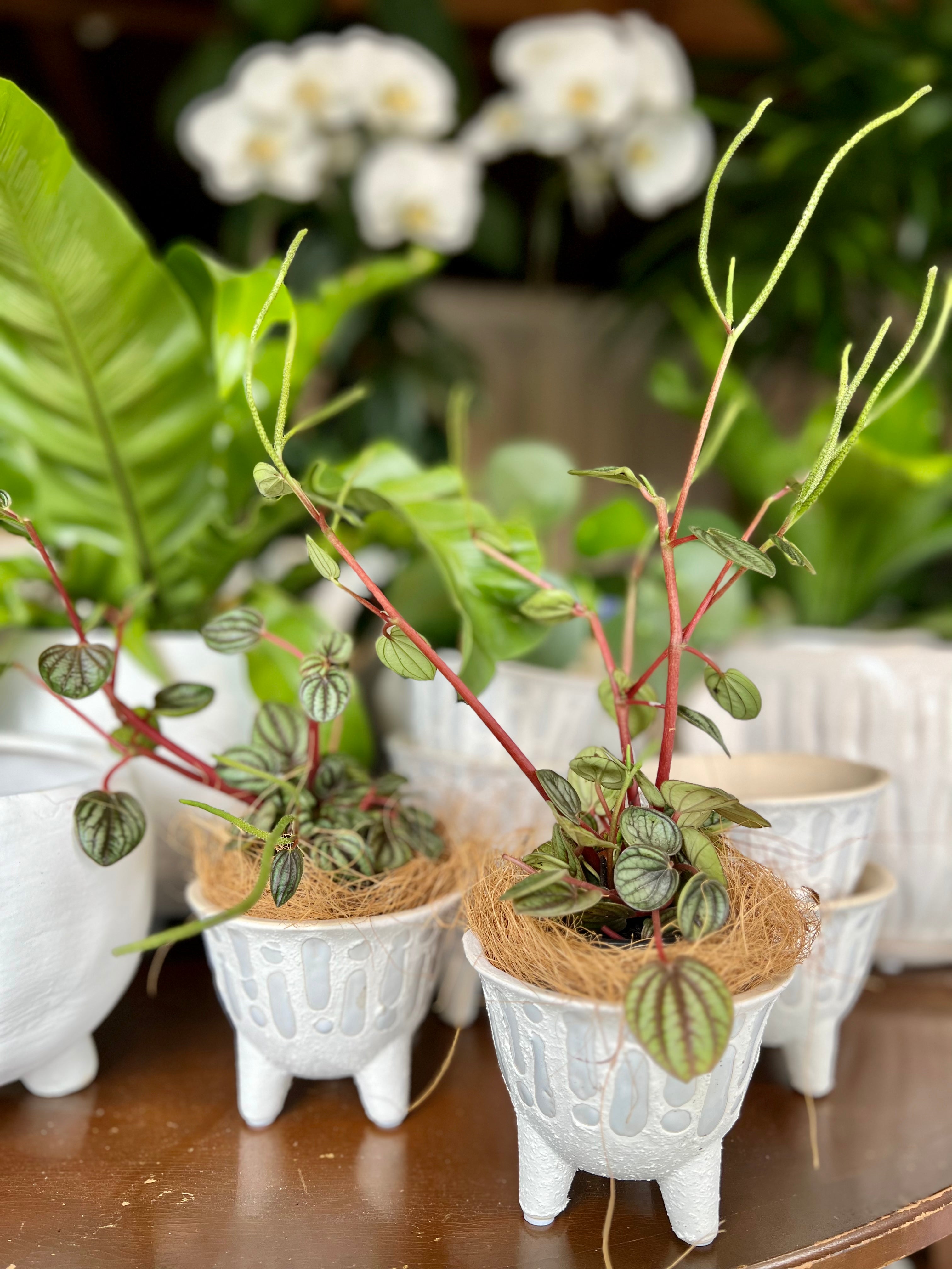 Peperomia Piccolo Banda In Mini-Footed Ceramic Pot | Plant People