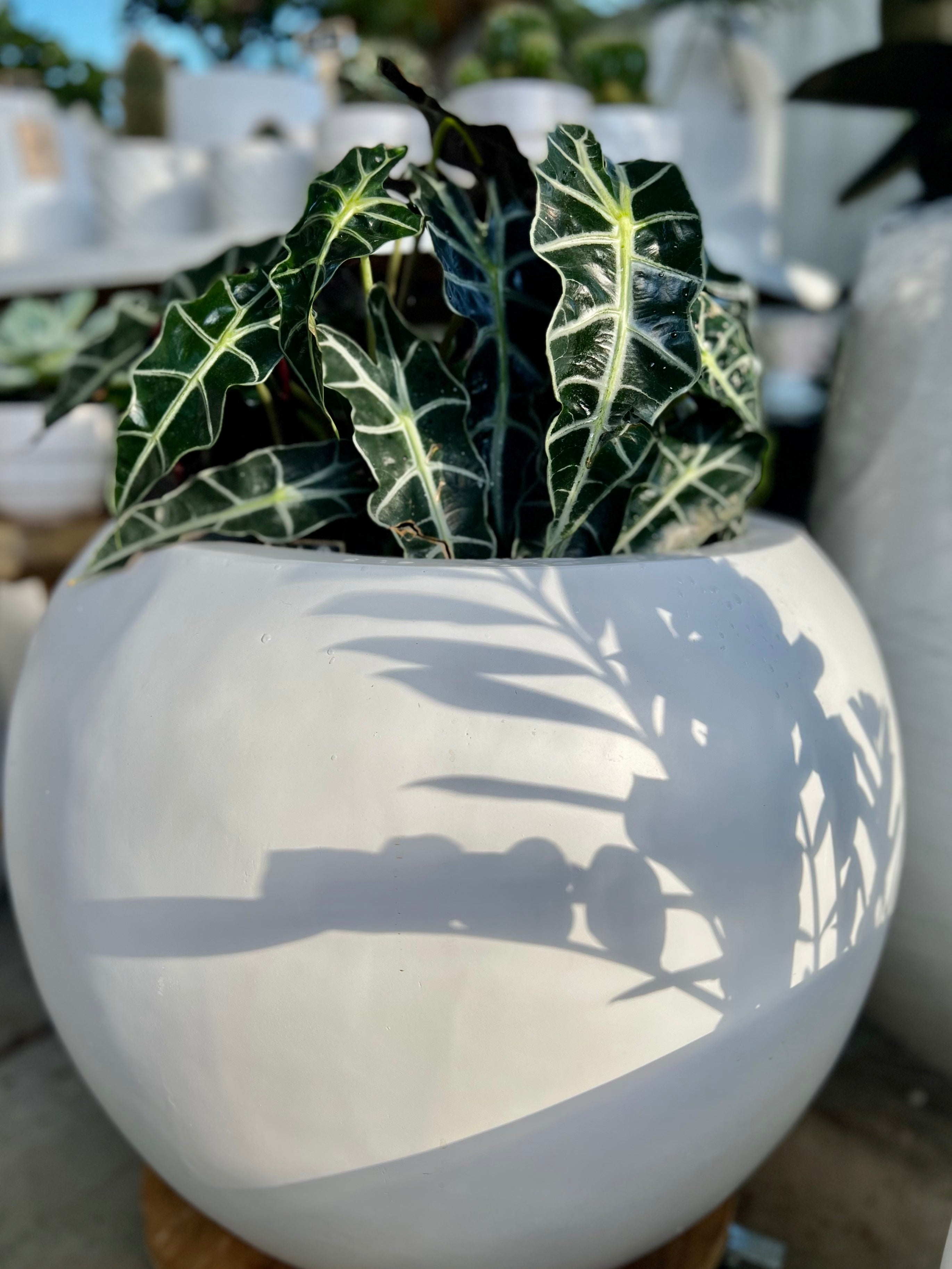 Fibrestone White - Plaza Ball Pot | Plant People